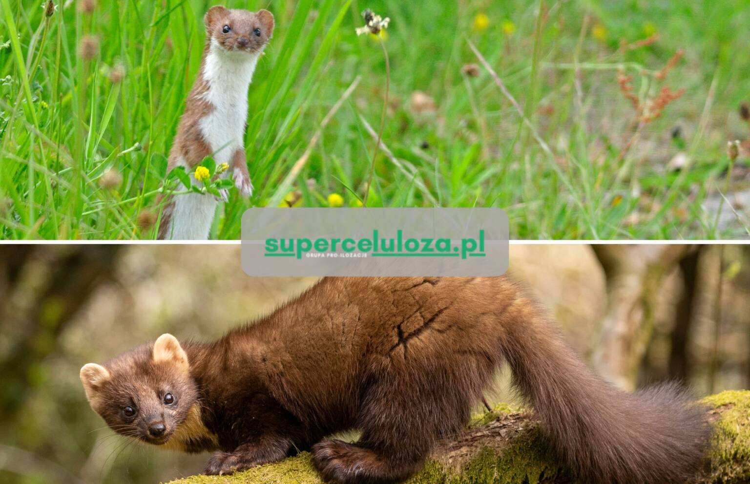 Kuna a Łasica - Jakie są różnice pomiędzy tymi gryzoniami?