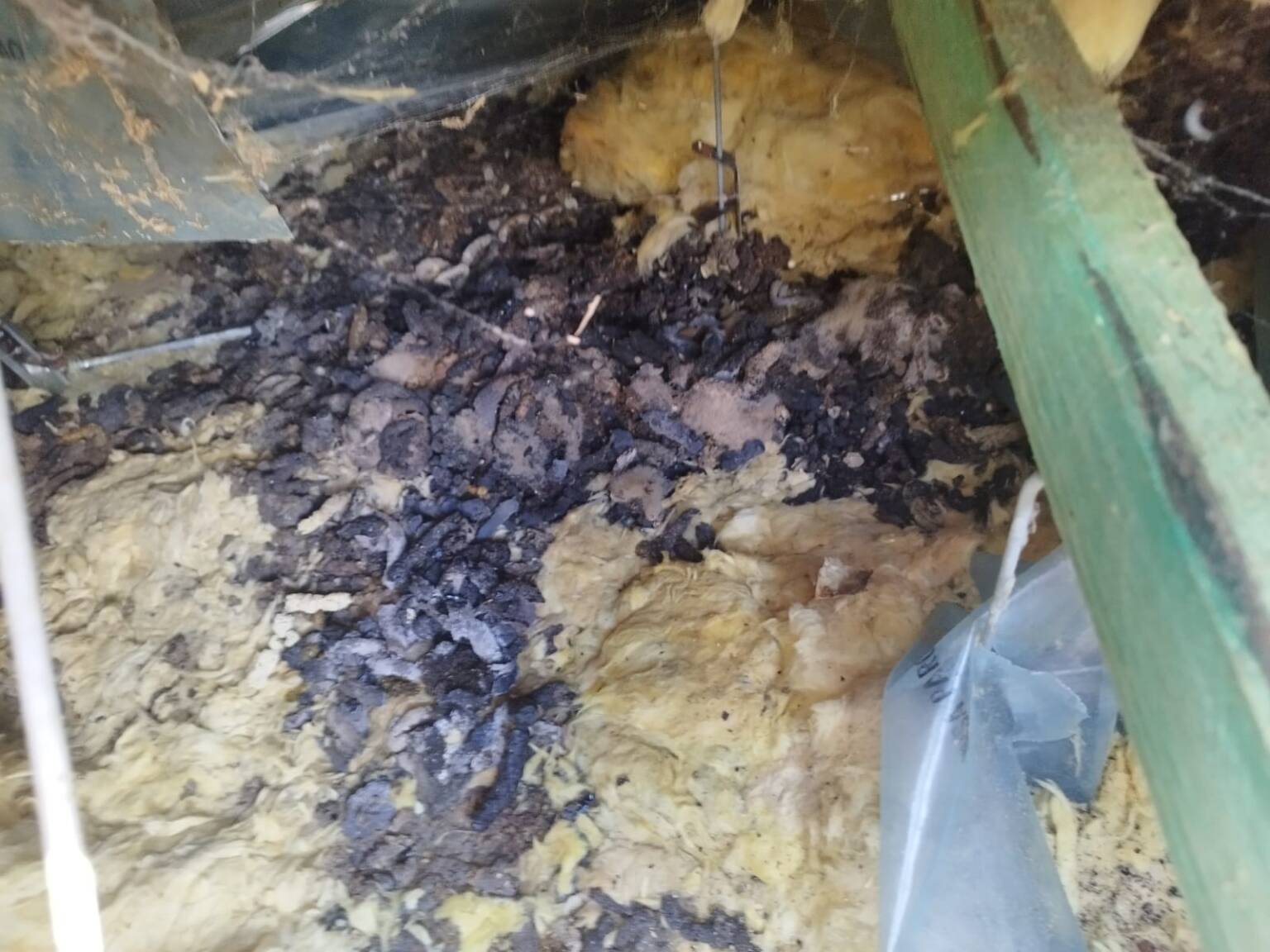 Odchody kuny – jak je rozpoznać i skąd wiadomo, że mamy do czynienia z kuną? [ZDJĘCIA]